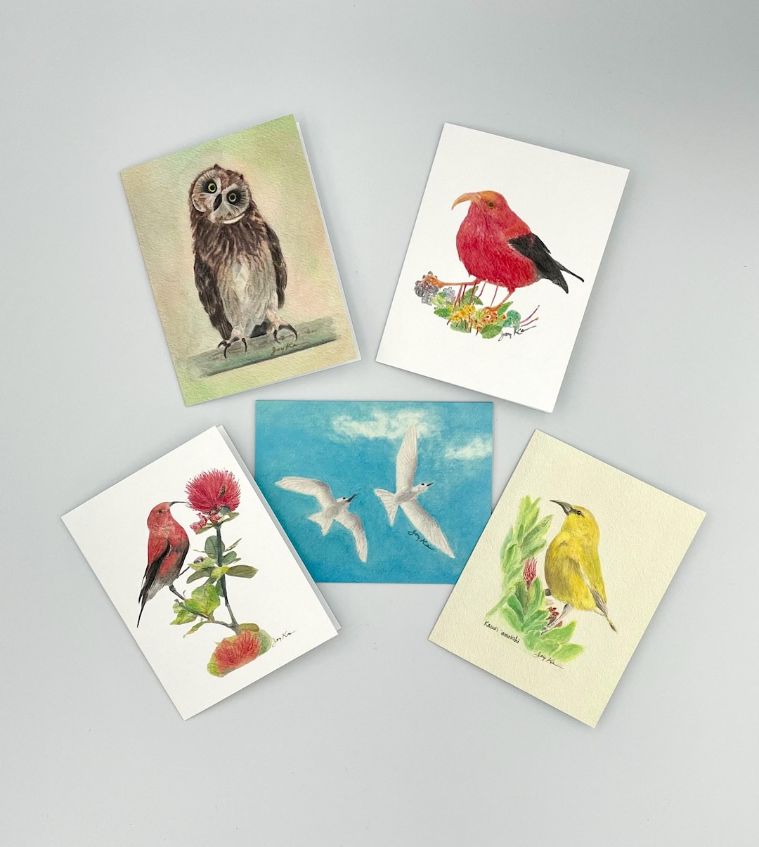 NATIVE HAWAIIAN BIRDS 'apapane, I'iwi, Pueo, 'amakihi and Manu O Ku ...