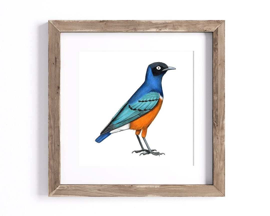 Superb Starling Print - Bird Art Print - UNFRAMED - Etsy