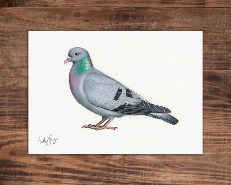 Stock Dove - Original Coloured Pencil Drawing - 6 X 8 Inches - Etsy