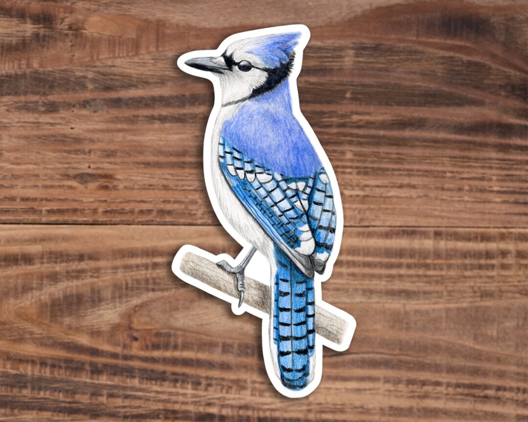 Blue Jay Sticker Glossy Vinyl Bird Sticker - Etsy