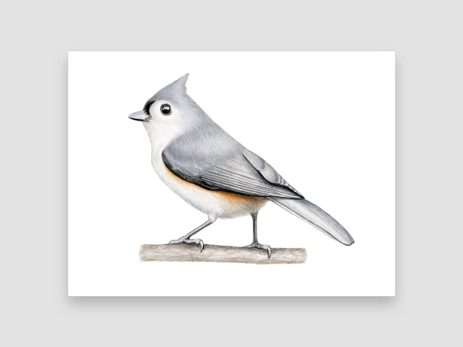 Titmouse Drawing