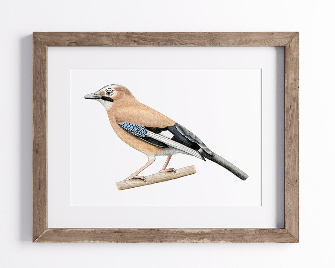 Eurasian Jay Print - Bird Print - Wildlife Art Print - UNFRAMED - Etsy