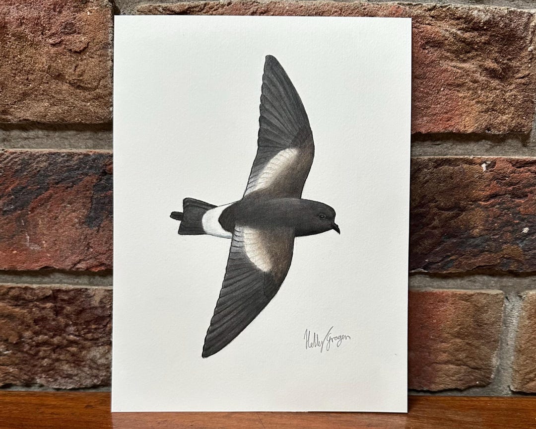 Wilson's Storm Petrel - Original Drawing - 6 X 8 Inches - Etsy
