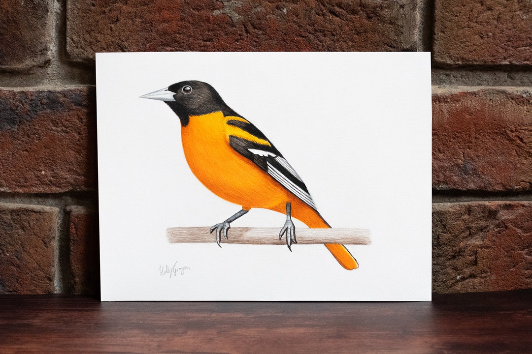 Baltimore Oriole - Original Coloured Pencil Drawing - 6 X 8 Inches - Etsy