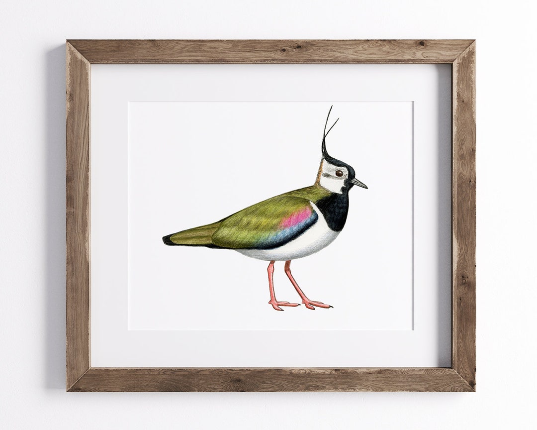 Lapwing Print - Bird Print - Wildlife Art Print - UNFRAMED - Etsy