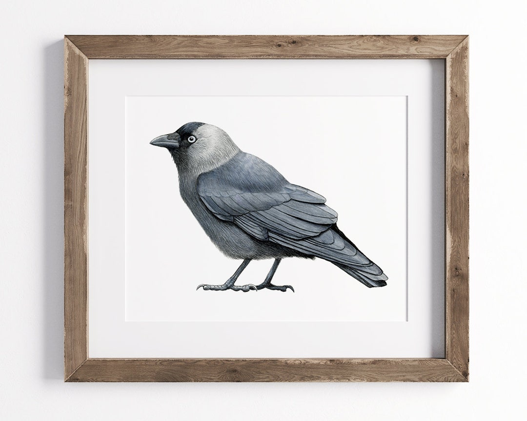 Jackdaw Print - Crow Print - Wildlife Art Print - UNFRAMED - Etsy