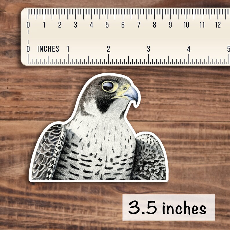 Peregrine Falcon Sticker Glossy Vinyl Bird of Prey Sticker - Etsy