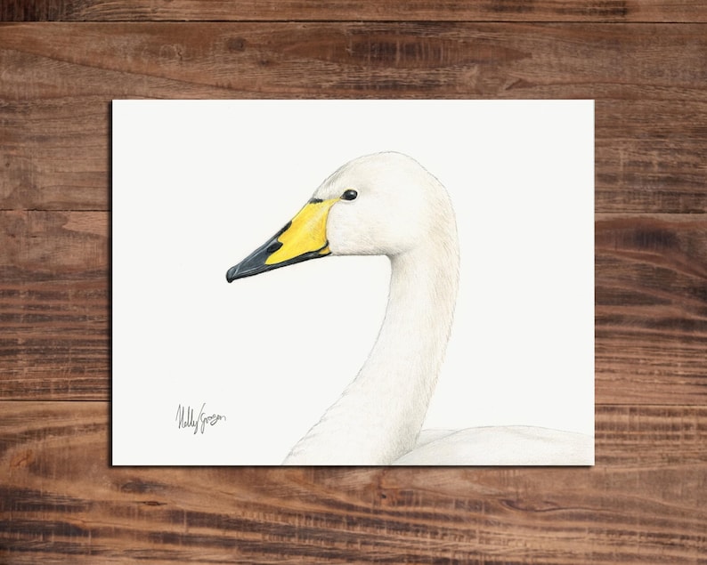 Whooper Swan - Original Drawing - 22 X 17 Cm - Etsy