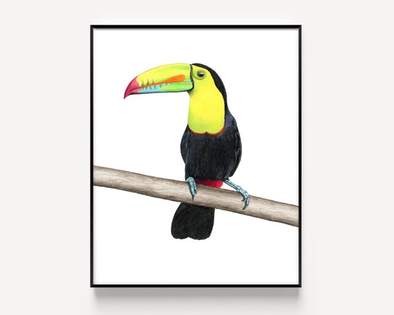 Keel Billed Toucan Print Bird Print Wildlife Art Print - Etsy