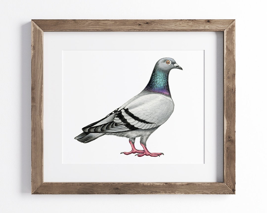 Pigeon Print - Bird Print - Wildlife Art Print - UNFRAMED - Etsy