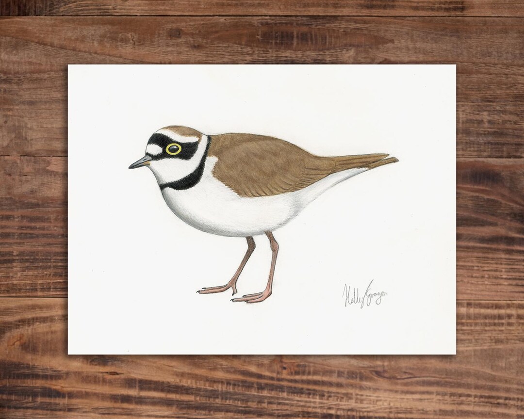 Little Ringed Plover - Original Drawing - 6 X 8 Inches - Etsy