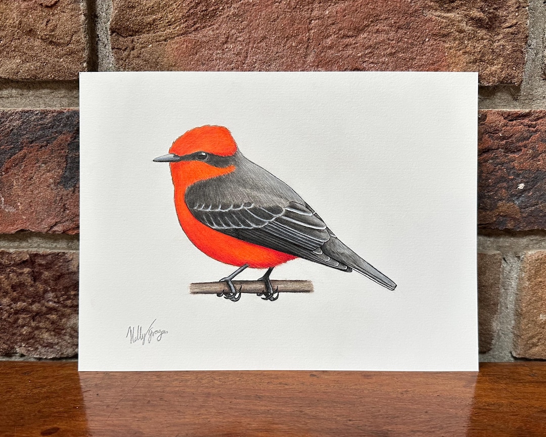 Vermilion Flycatcher - Original Drawing - 6 X 8 Inches - Etsy
