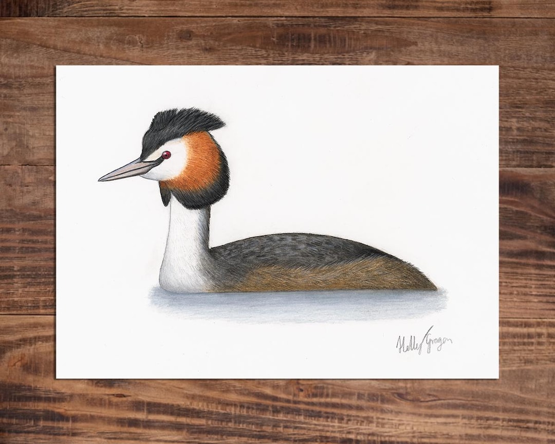 Great Crested Grebe - Original Drawing - A5 - Etsy