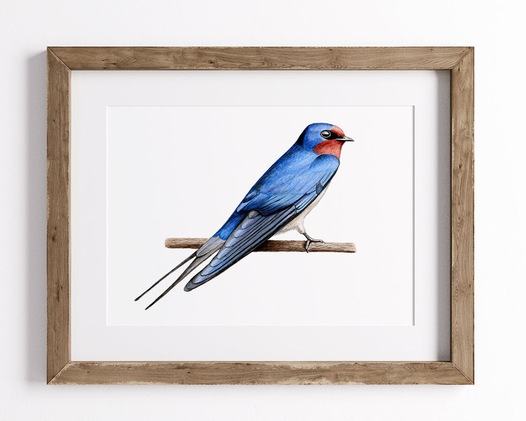 Swallow Print - Bird Print - Wildlife Art Print - UNFRAMED - Etsy
