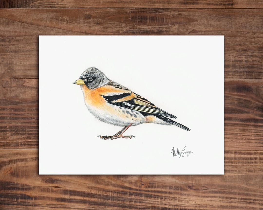Brambling - Original Drawing - 6 X 8 Inches - Etsy