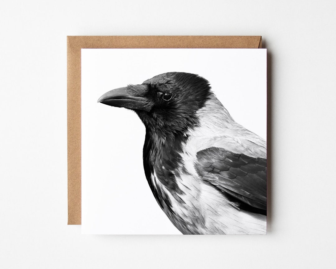 Crow Greeting Card Hooded Crow Card Wildlife Photography - Etsy