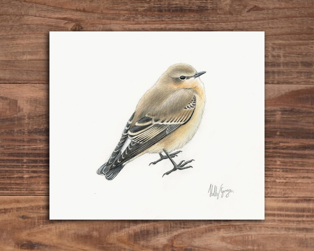 Juvenile Northern Wheatear - Original Coloured Pencil Drawing - 17 X 15 ...