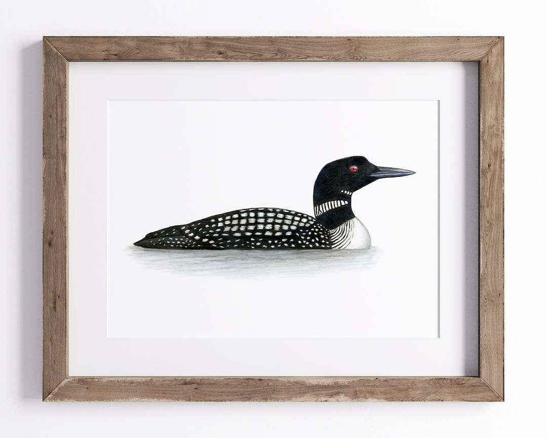 Great Northern Diver - Common Loon Print - Bird Print - UNFRAMED - Etsy