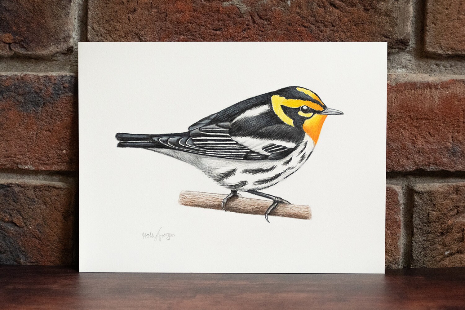 Blackburnian Warbler Drawing