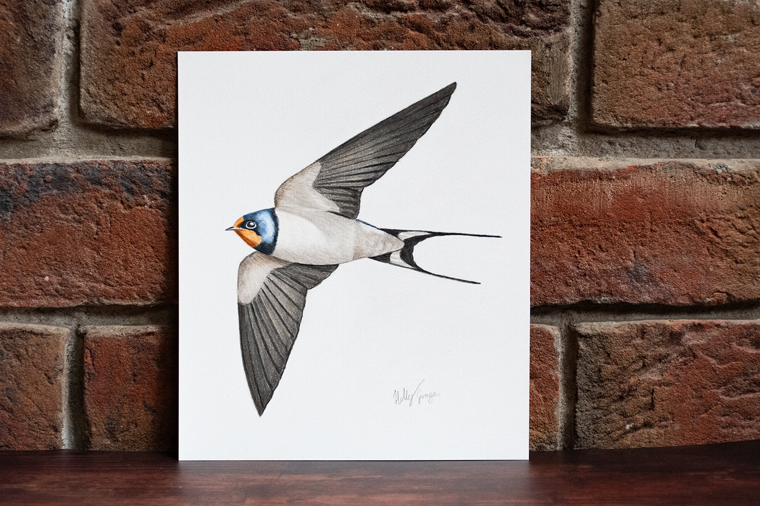 Barn Swallow Original Coloured Pencil Drawing 6 X 7 Inches - Etsy