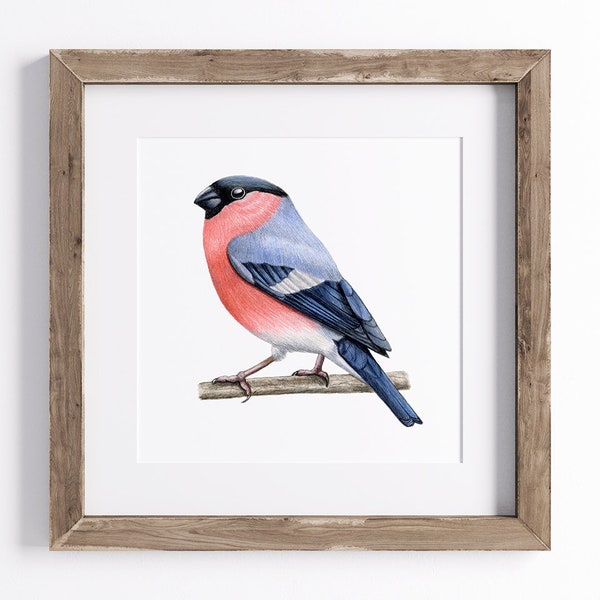 Bullfinch - Etsy