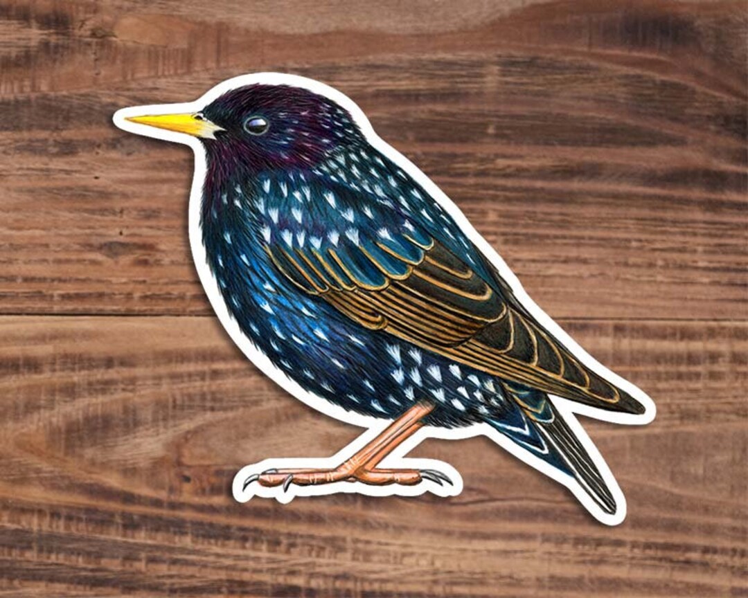Starling Sticker Glossy Vinyl Bird Sticker - Etsy