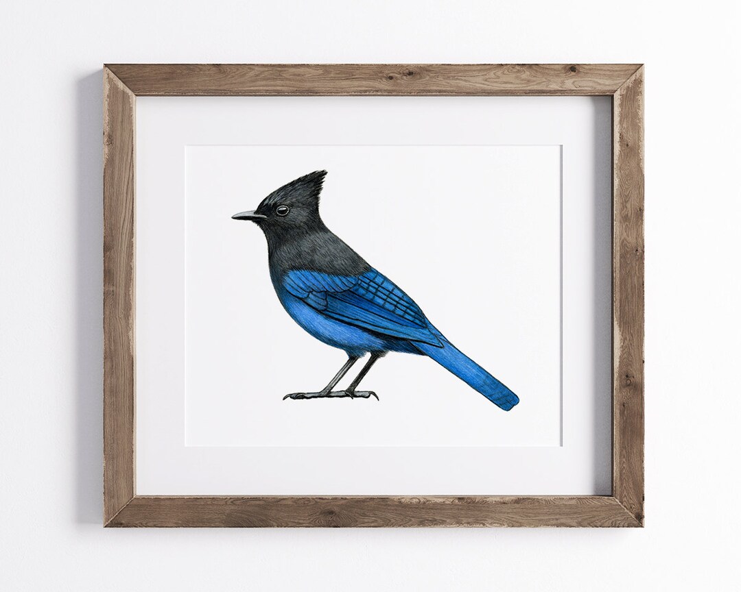 Steller's Jay Print - Bird Print - Wildlife Art Print - UNFRAMED - Etsy