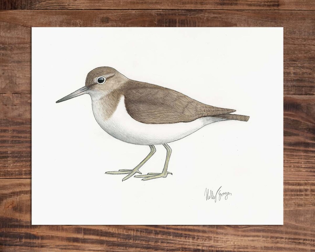 Common Sandpiper - Original Coloured Pencil Drawing - 23 X 18 Cm - Etsy