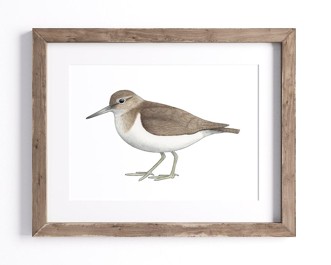 Common Sandpiper Print - Bird Print - UNFRAMED - Etsy