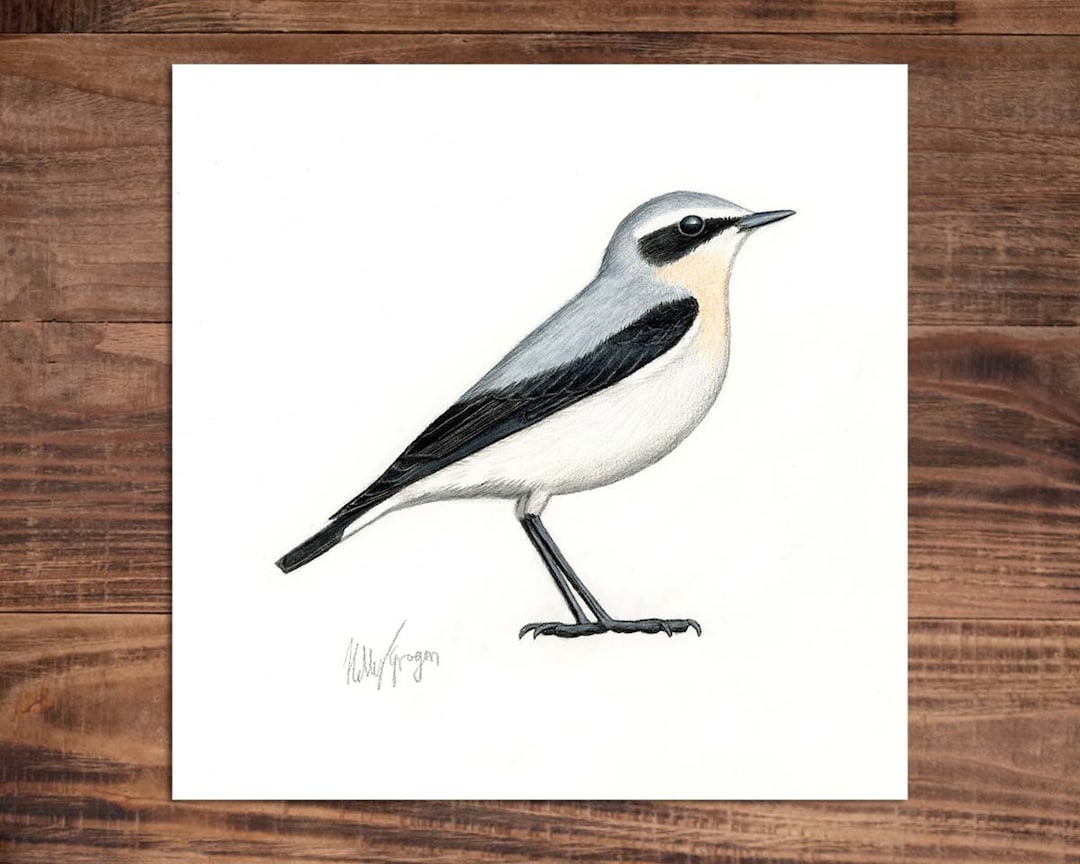 Northern Wheatear - Original Coloured Pencil Drawing - 7 X 7 Inches - Etsy