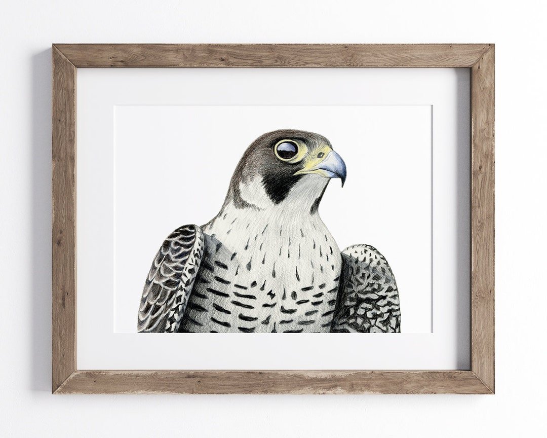 Peregrine Falcon Print - Bird of Prey Print - Wildlife Art Print ...
