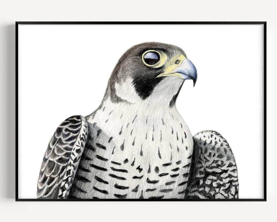 Peregrine Falcon Print Bird of Prey Print Wildlife Art - Etsy