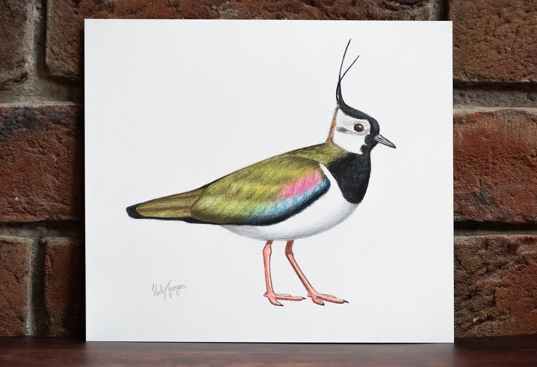 Lapwing - Original Coloured Pencil Drawing - 7 X 8 Inches - Etsy