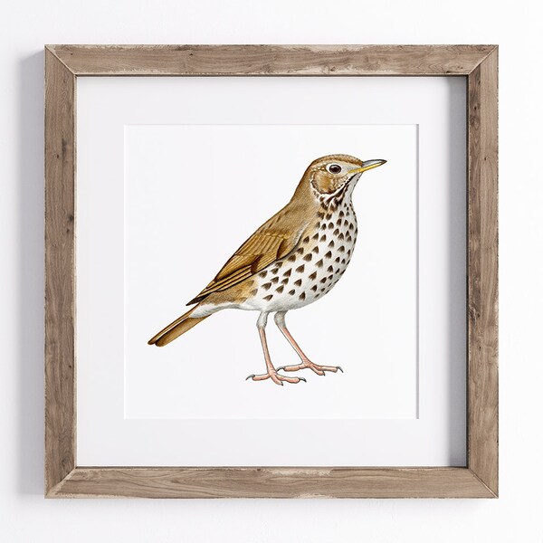 Song Thrush - Etsy