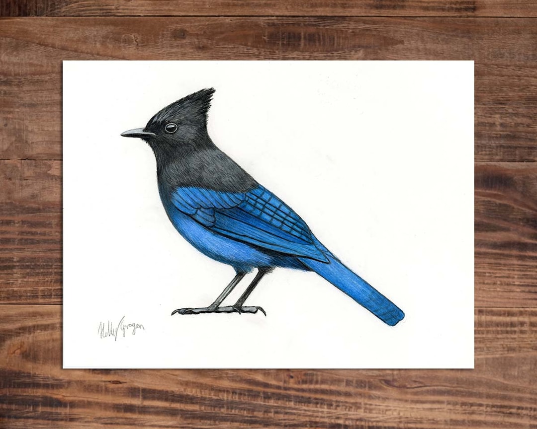 Steller's Jay - Original Coloured Pencil Drawing - 6 X 8 Inches - Etsy