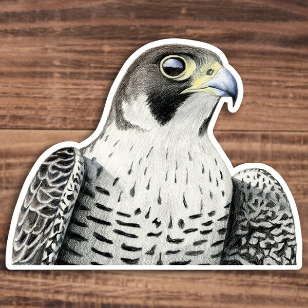 Peregrine Falcon - Etsy