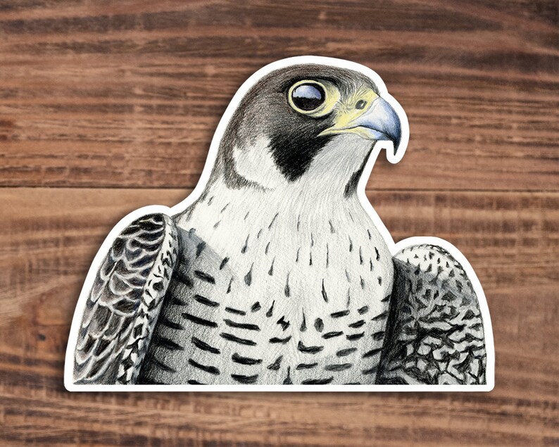 Peregrine Falcon Sticker Glossy Vinyl Bird of Prey Sticker - Etsy