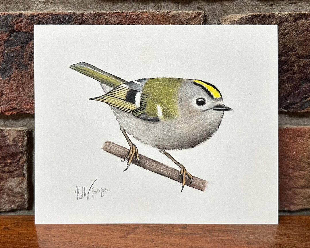 Goldcrest - Original Drawing - 15.5 X 12.5 Cm - Etsy