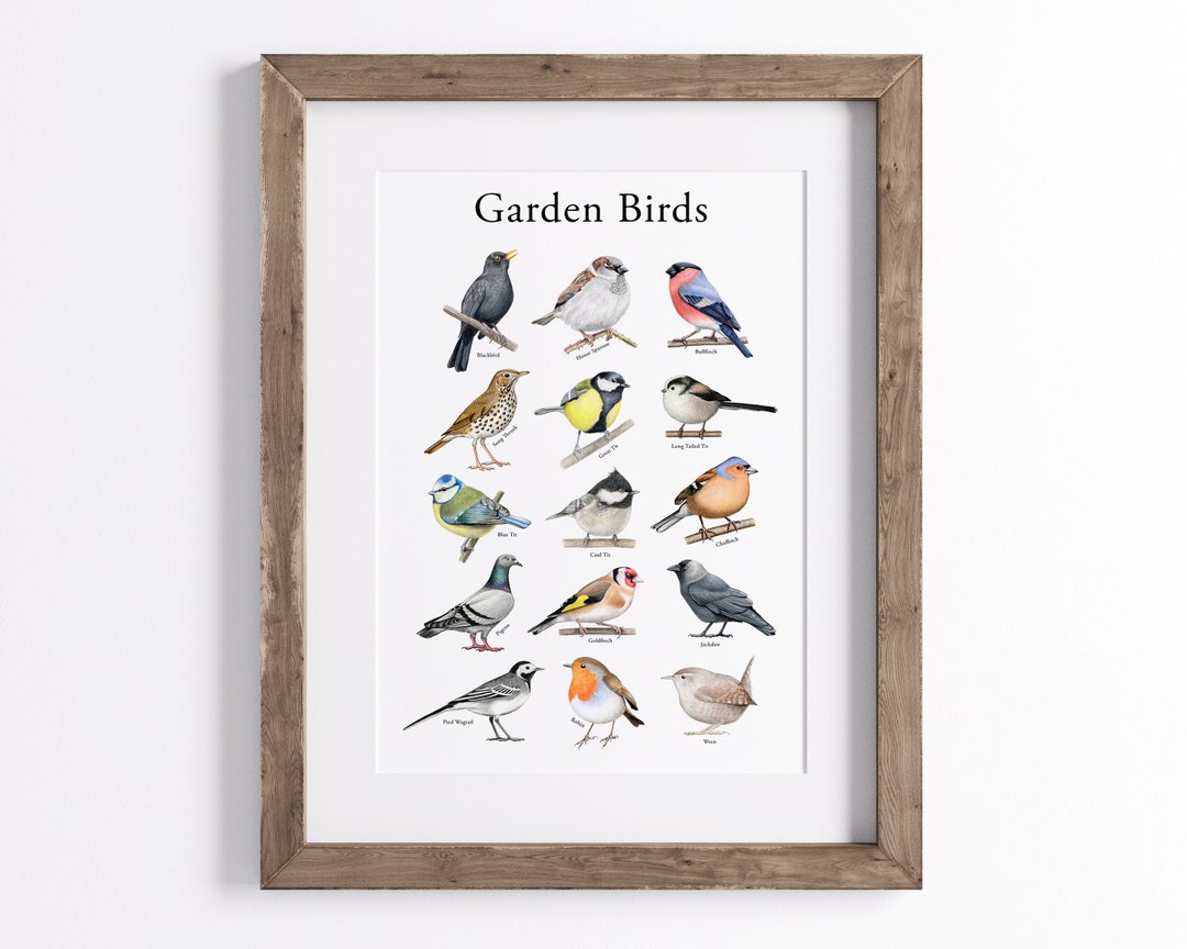 Garden Birds Print Bird Species Poster Bird Identification - Etsy