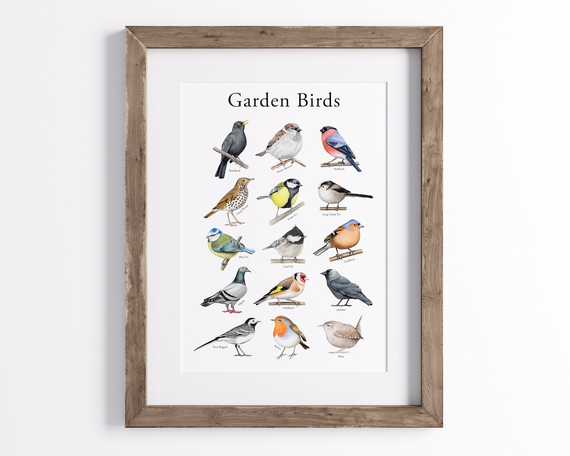Garden Birds Print Bird Species Poster Bird Identification - Etsy