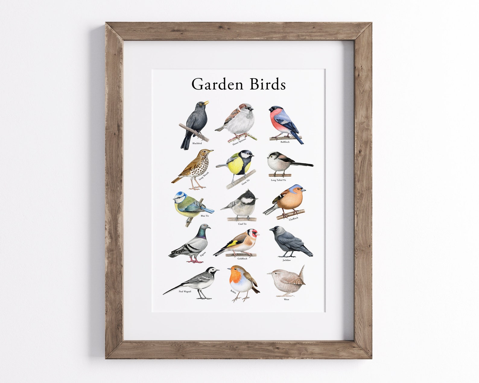 Garden Birds Print Bird Species Poster Bird Identification - Etsy