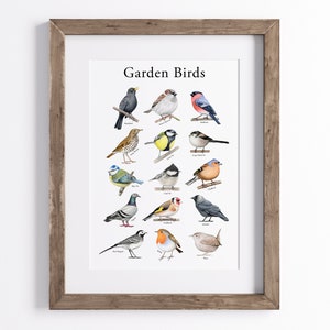 Garden Birds Print - Bird Species Poster - Bird Identification - Etsy