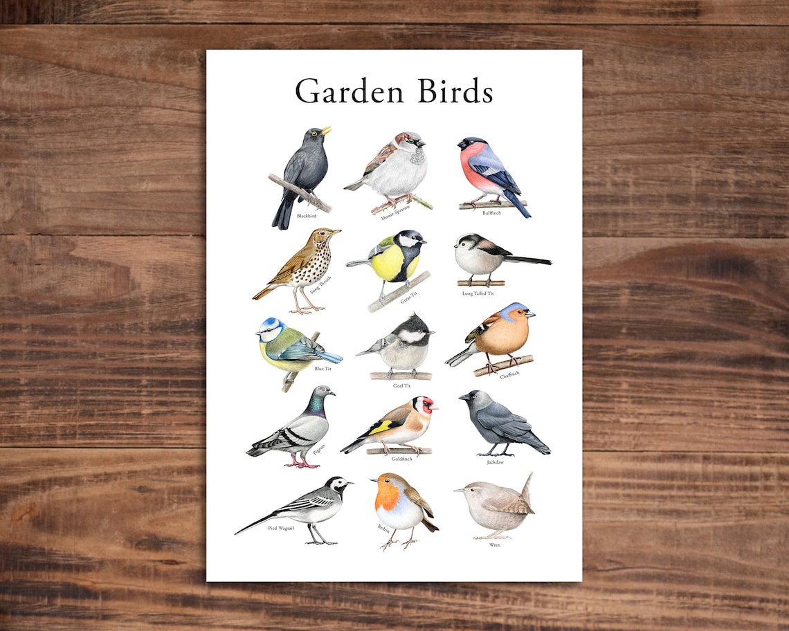 Garden Birds Print Bird Species Poster Bird Identification - Etsy