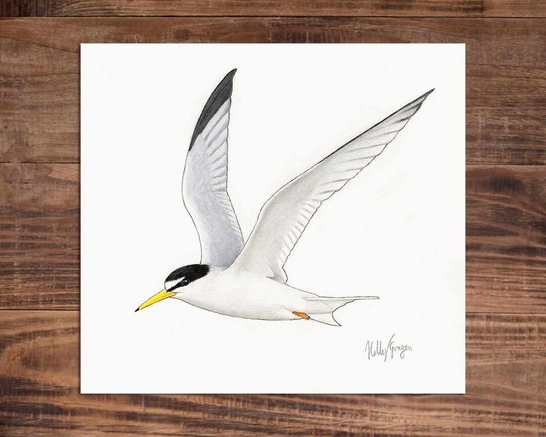 Little Tern - Original Coloured Pencil Drawing - 19 X 17.5 Cm - Etsy