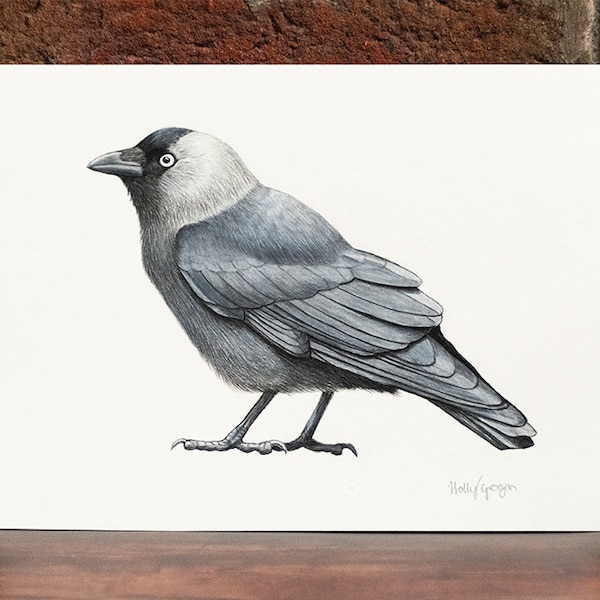 Jackdaw - Etsy