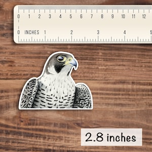 Peregrine Falcon Sticker Glossy Vinyl Bird of Prey Sticker - Etsy