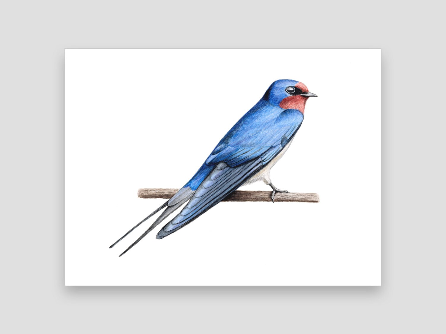 Swallow Original Coloured Pencil Drawing 6 X 8 Inches | Etsy