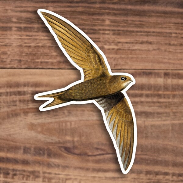 Vinyl Birds - Etsy UK