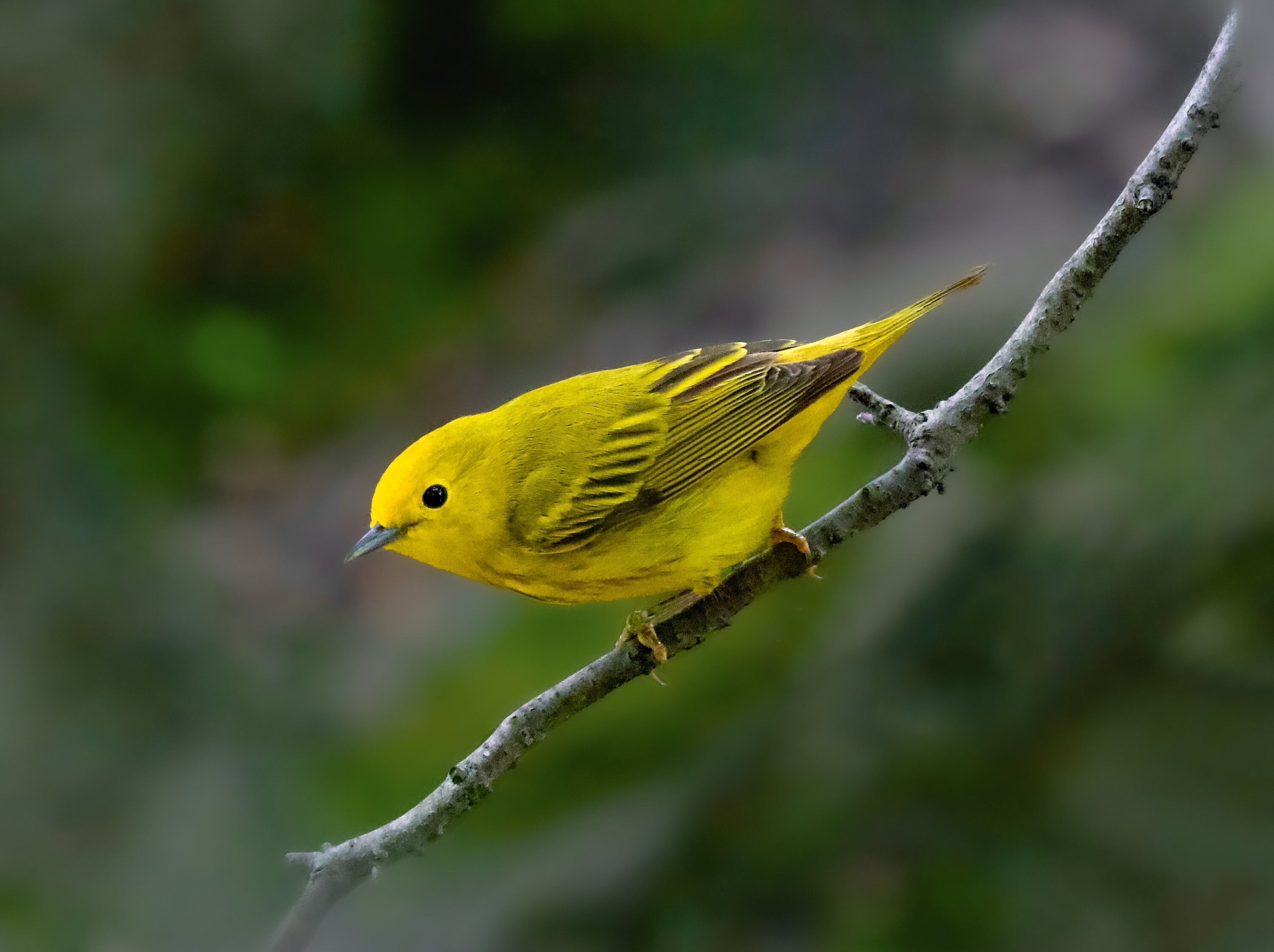 Yellow Warber Photograph - Warbler - Bird Photos - Bird Prints - Gifts ...