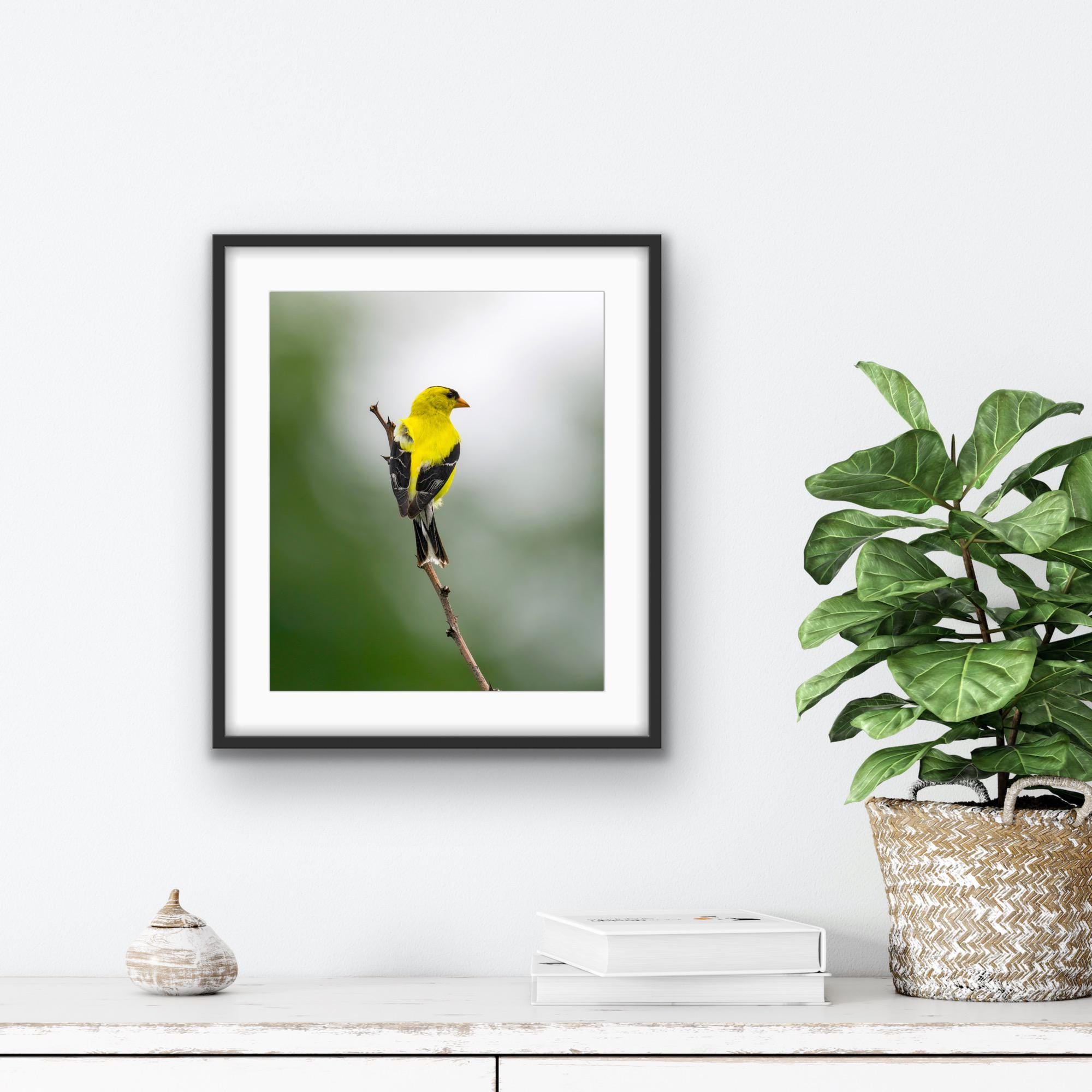 Goldfinch Photograph - Goldfinch - Bird Photos - Bird Prints ...